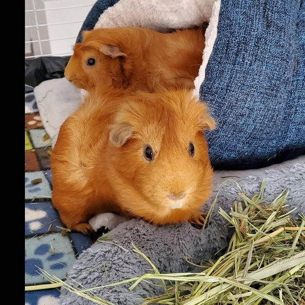 Cozy Cuddle Cube 10 for Guinea Pig and Small Animals - Etsy