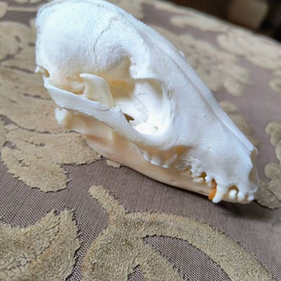 Real Spider Insect Specimen, Spider Specimen With Frame, Gem Spider ...