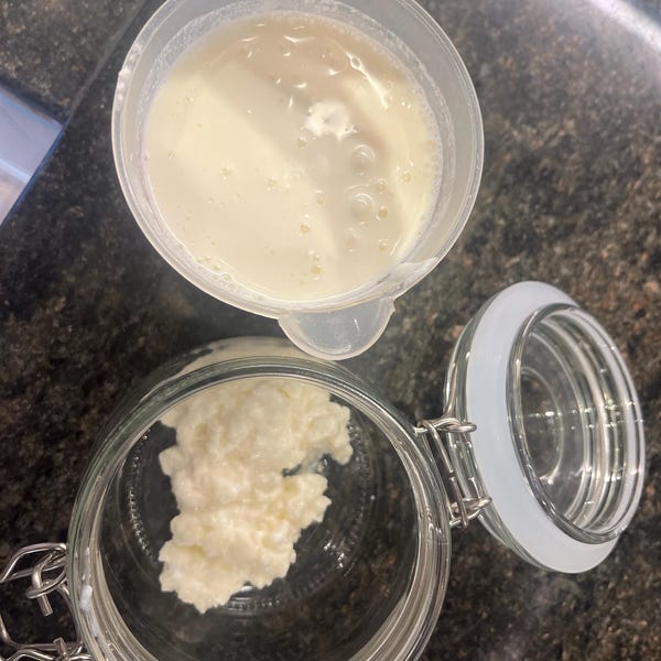 12g Organic Live Milk Kefir Grains,free Instruction, Tibetan Probiotic ...