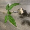 Bacuri Bacurizinho Garcinia Acuminata Mangosteen Tropical - Etsy