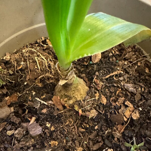 Sansevieria Bob, Snake Plant - Etsy