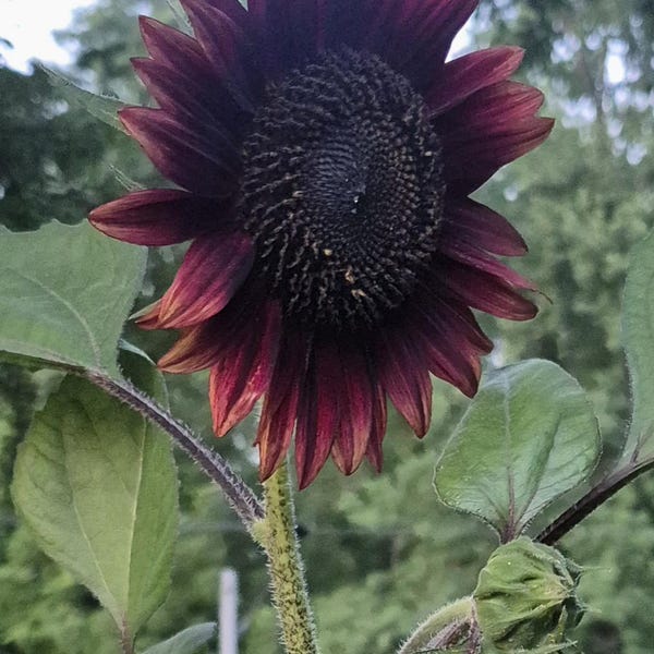 50pcs ‘violet Glow’ Purple Sunflower Seeds – Rare Variety for Garden ...