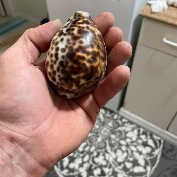 Large Polished Tiger Cowrie Shells (3 - 3.75 Inches) - Etsy