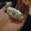 Real Little Yellow Goose Specimen Collectibles Study, Special Gifts ...