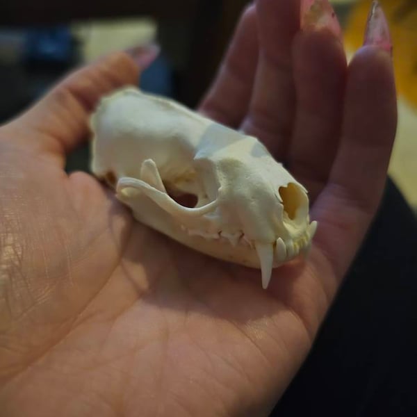Exquisite Real Mink Skull Bone Specimen After Cleaned and Bleached - Etsy