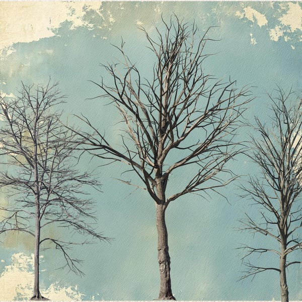 72 Summer Trees Photo Overlays for Photoshop, Trees, Plants, Cutouts ...