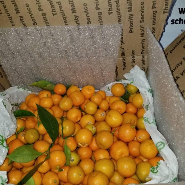 2-4 Gallon Nano Aquascape Decor SOUL CANYON Aquarium Dragon Rocks ...