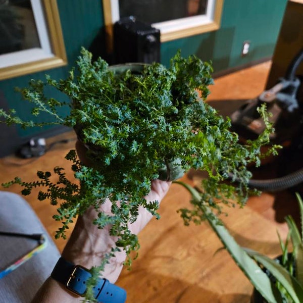 4 Fern Bundle Any 2 Plants, Plumosa, Sprengeri, Ming, Rainbow, Foxtail ...