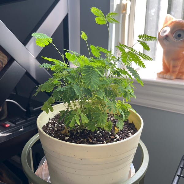 Sensitive Plant | Mimosa Pudica | Rare Plant | Tropical Plant | Live ...