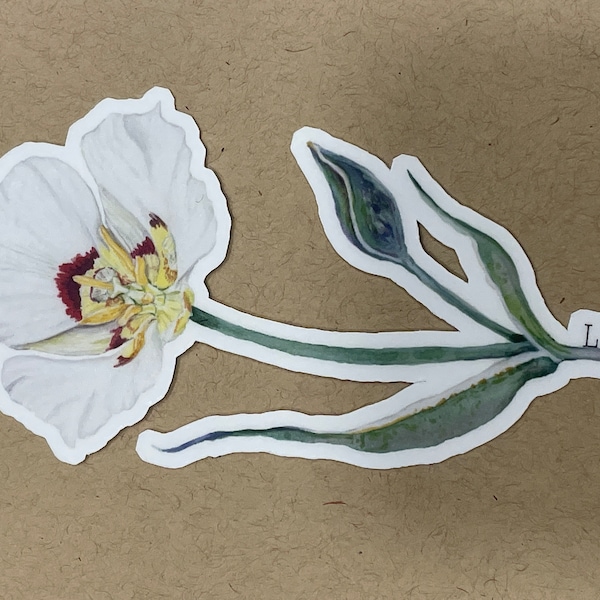 Sego Lily Sticker, Sego Lily Illustration, Utah Sego Lily, Utah State ...