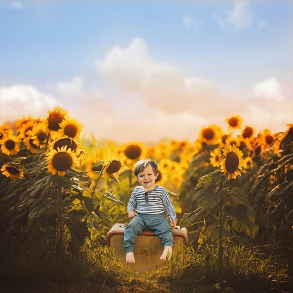 Sunflowers - Photography Digital Background - Etsy