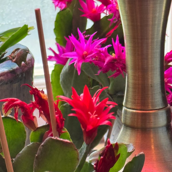 Spring Cactus/easter Cactus Live Plants in a 4”pots - Etsy