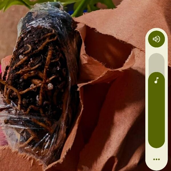 Alocasia Pink Princess Starter Plant (ALL STARTER PLANTS Require You to ...