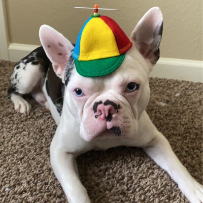 Beanie Hat / Propeller Helicopter Hat for Cat Dog Small Pet Hedgehog ...