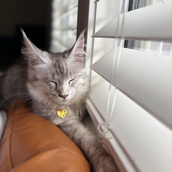 Gold Cat Collar,real Pearl Cat Necklace,beaded Small Dog Collar,luxury ...