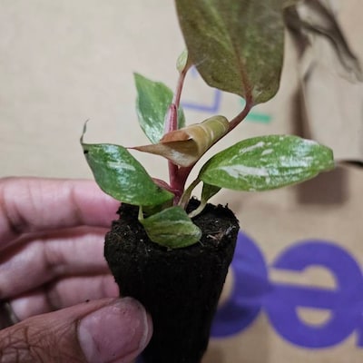 Philodendron El Choco Red Starter Plant ALL STARTER PLANTS - Etsy