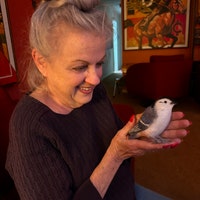Northern Mockingbird Felting Realistic Toy the State Bird of Arkansas ...