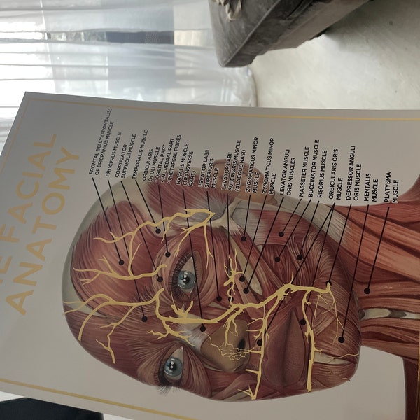 A3 Raised Foiled Facial Muscle Anatomy Poster - Etsy