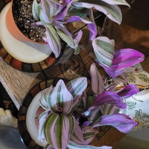 RARE Monstera Obliqua Peru Plant in a Nursery Pot SAME Pot as Images US ...