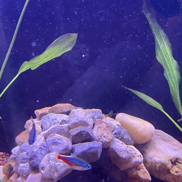 Handmade Natural Fossil Tank Decor - Swim Through Tunnel Hide Aquarium ...