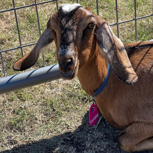 Custom Goat and Sheep Collar Tags - Etsy