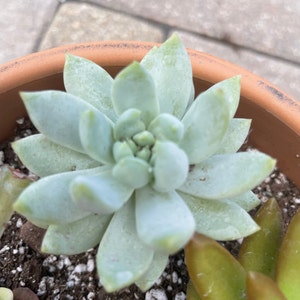 RARE Crassula Tabularis Pagoda Village Succulent Plant - Etsy