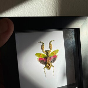 Colourful Lanternfly pyrops Gunjii Cicada Glass Bell Cloche | Etsy