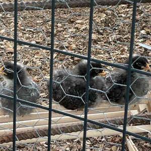 Backyard Barnyard Chicken round Bar Handmade in USA Wood Perch Ladder ...