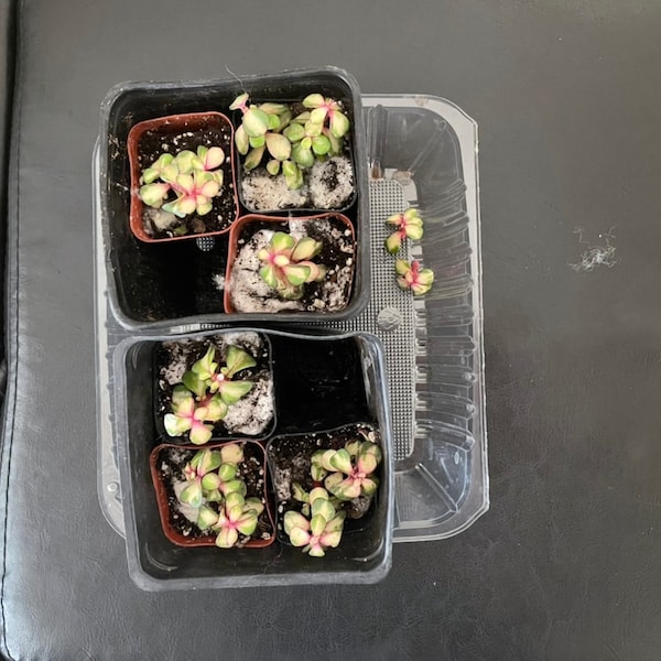 Rare Variegated Pink Elephant Bush, Portulacaria Afra Variegata Live ...
