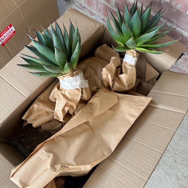 Blue Glow Agave | 3 Gallon | Live Succulent Plant | Cactus | Indoor ...