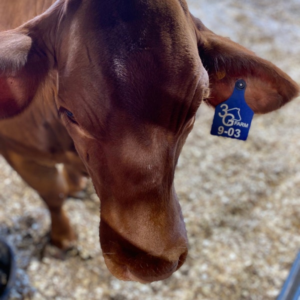 Farm Logo Customizable Cattle Ear Tag, Ritchey Cattle ID Ear Tag ...