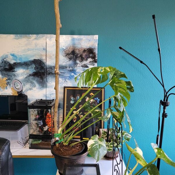 Dried Crepe Myrtle Seed Pods in Assorted Sizes, Natural Dried Mini ...