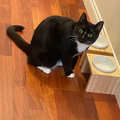 13cm Height Elegant Tilt Wooden Bowl Stand for Cats and Small Dogs ...