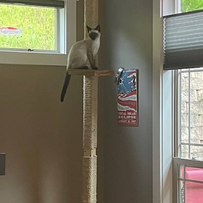 Cat Pole Cats Can Climb From Floor to Ceiling for Play and Exercise ...