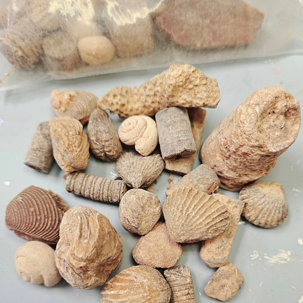 Fossil Mix | Raw Fossil Hunting Kit | Genuine Assortment of Fossils ...