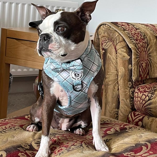 DOG HARNES Lead Set Bundle - Gingham Harness, Collar, Lead, Waste Bag ...