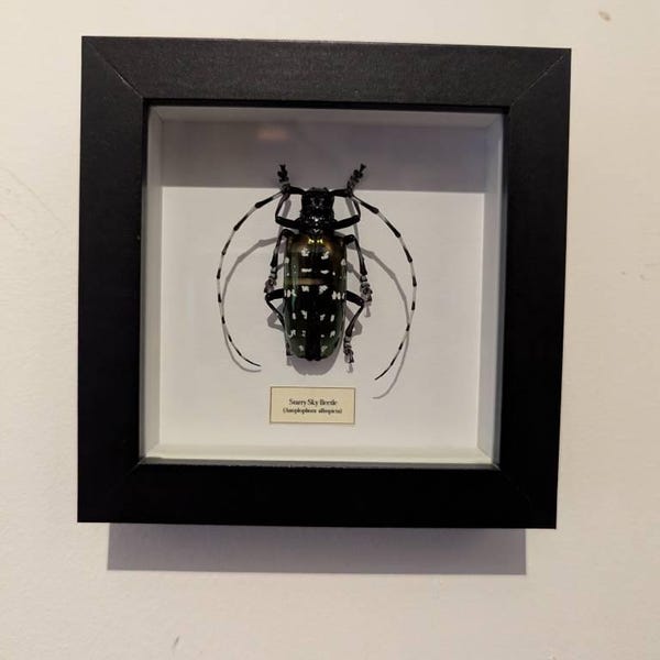 Rose Chafer. (cetonia Aurata) Beetle. Real Insect.taxidermy ...