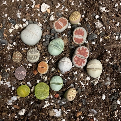 Limited Rare Lithop Succulent Gibbaeum Heathii / Lithops Living Stone ...