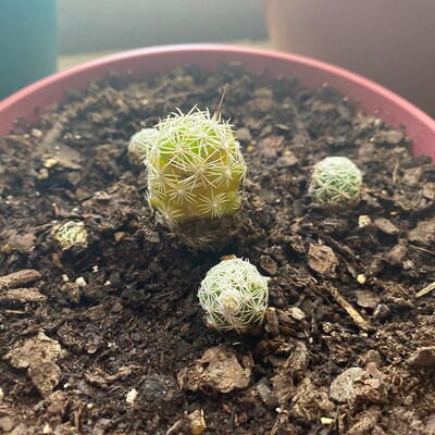 3 Large Blue Chalk Sticks Cuttings Senecio Mandraliscae - Etsy