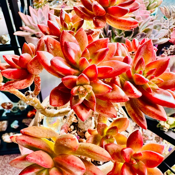 Echeveria Succulent Hybrid - Etsy