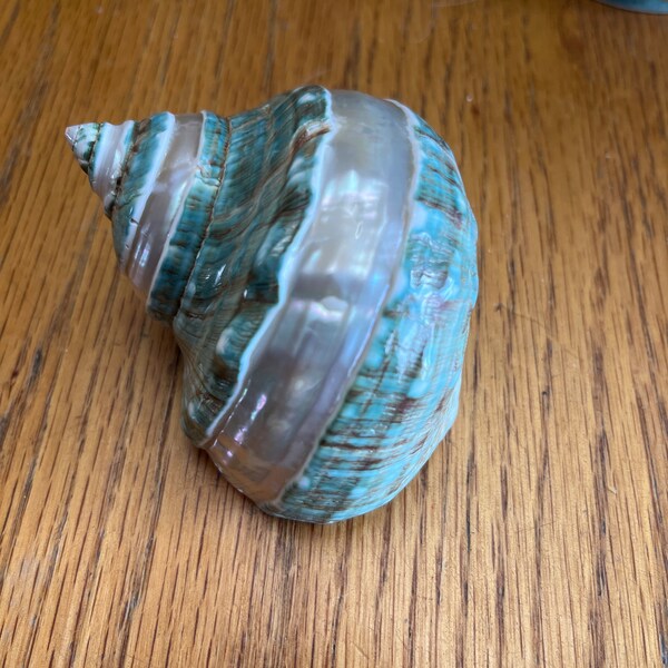 Seashells Large Green Banded Jade Turbo Shell Choose Size Seashells ...