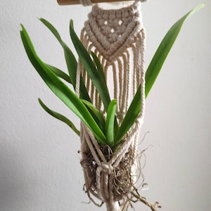 Mini Orchids Rare Perfect for Terrariums, Lonopsis, Mini Vandas, Mini ...