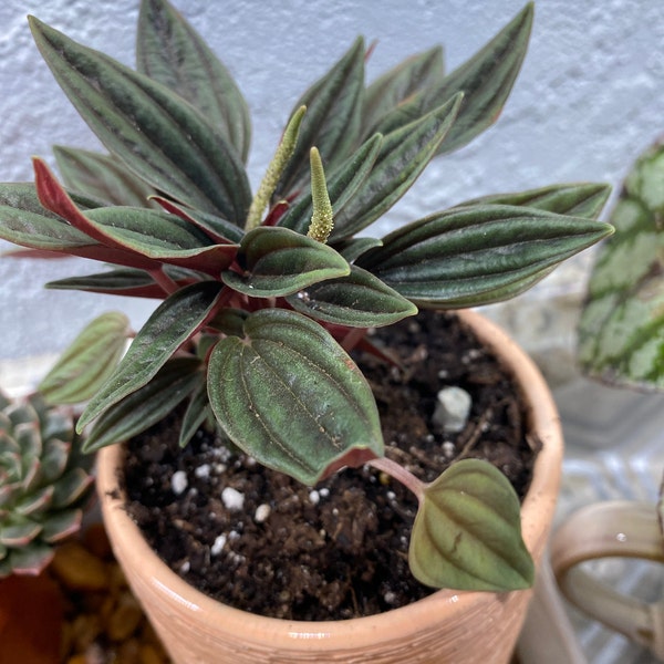 Peperomia Rosso, Tropical Plant, Houseplant in 2", 4" Pot - Etsy
