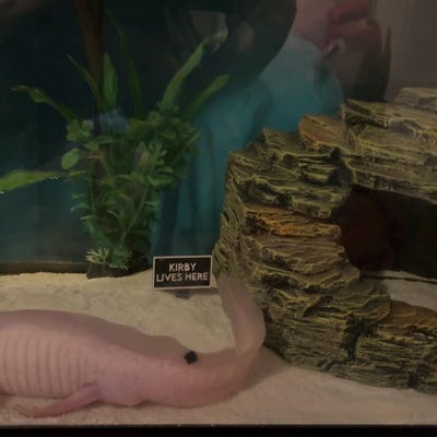 Magnetic Vivarium Name Sign for Lizards, Snakes, Spiders & More Various ...
