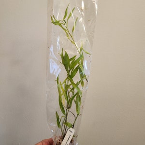 Phal. Tzu Chiang Chrisna, Fragrant Smell Like Roses - Etsy