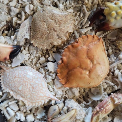 TRANSLUCENT JINGLE SEASHELLS 10-50pcs Coastal Beach Cottage Decor Craft ...