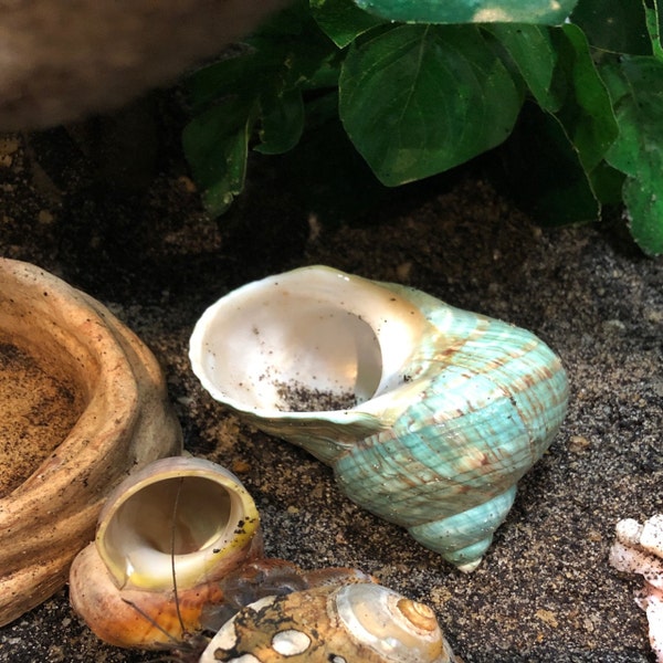 3.5"-4" Turbo Shell Polished Jade Green Seashell Mouth Opening Sizes ...