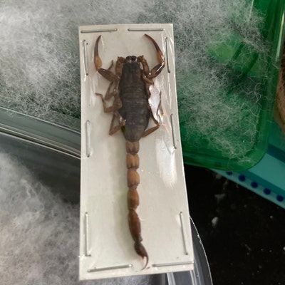 Small Scorpions From Indonesia, Mesobuthus Martensii - Etsy