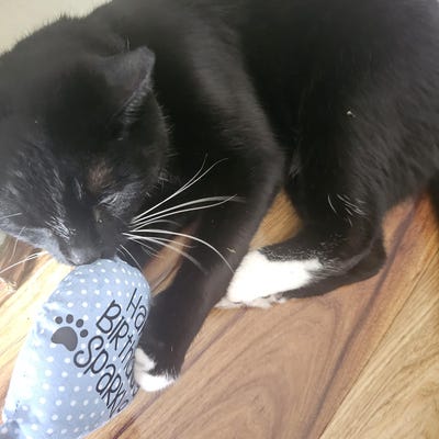 Personalised Catnip Fabric Birthday Balloon, Gotcha Day Gift, Cat ...