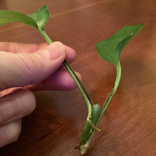 Global Green Pothos | Epipremnum Pinnatum | LIVE House Plant | Nodes ...